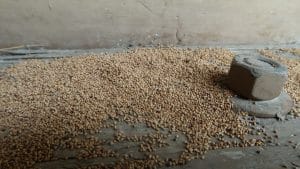 Termite Droppings: How To Spot Termite Poop vs. Saw Dust In Your House