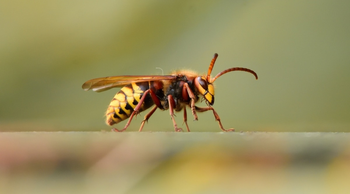 Why Do Hornets Hover? Everyday Things that Actually Attract Hornets