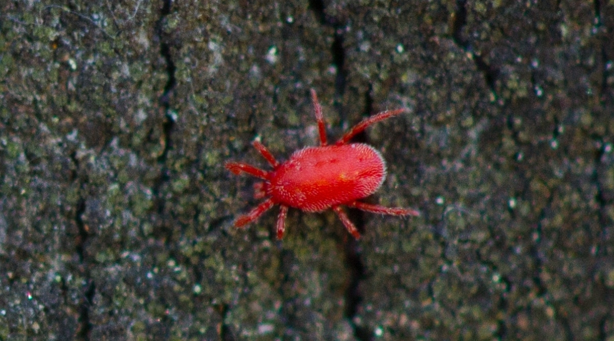 Red Bugs On Concrete A Complete Guide To Clover Mites Red Bugs On Concrete A Complete Guide To Clover Mites