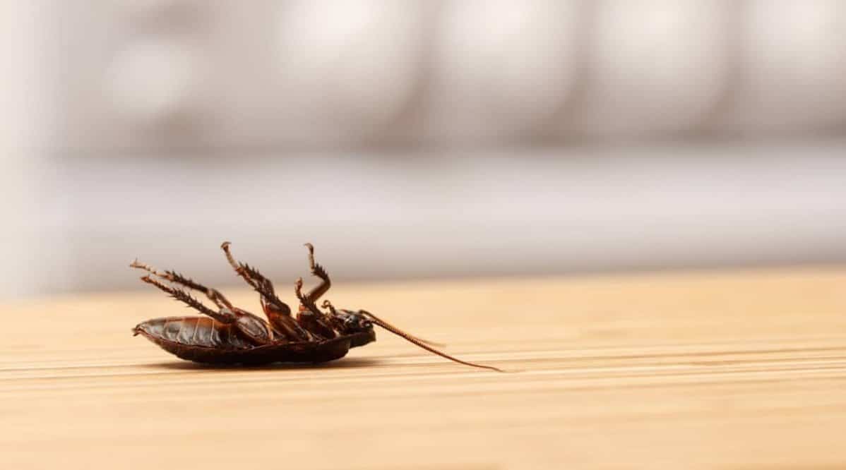 Diatomaceous Earth For Roaches: Does it Kill or Prevent Them?