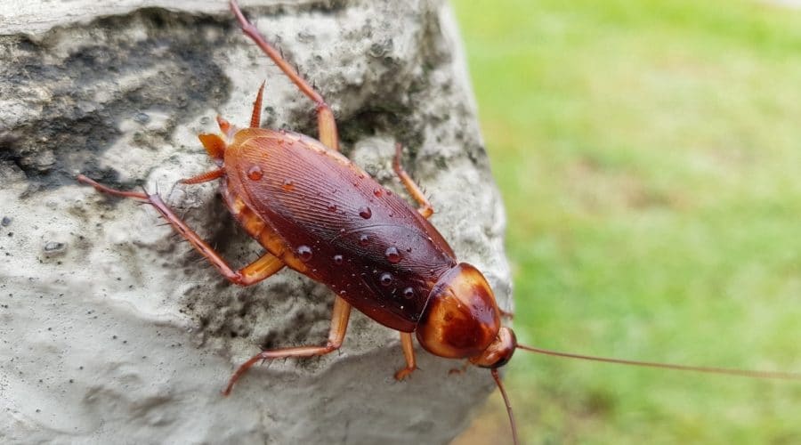 Bugs That Look Just Like Cockroaches: 10 Similar Looking Insects
