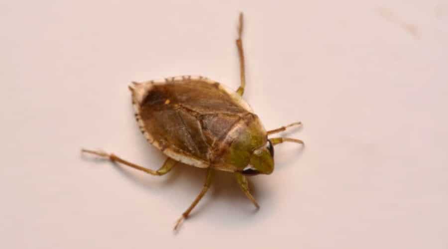Bugs That Look Just Like Cockroaches: 10 Similar Looking Insects