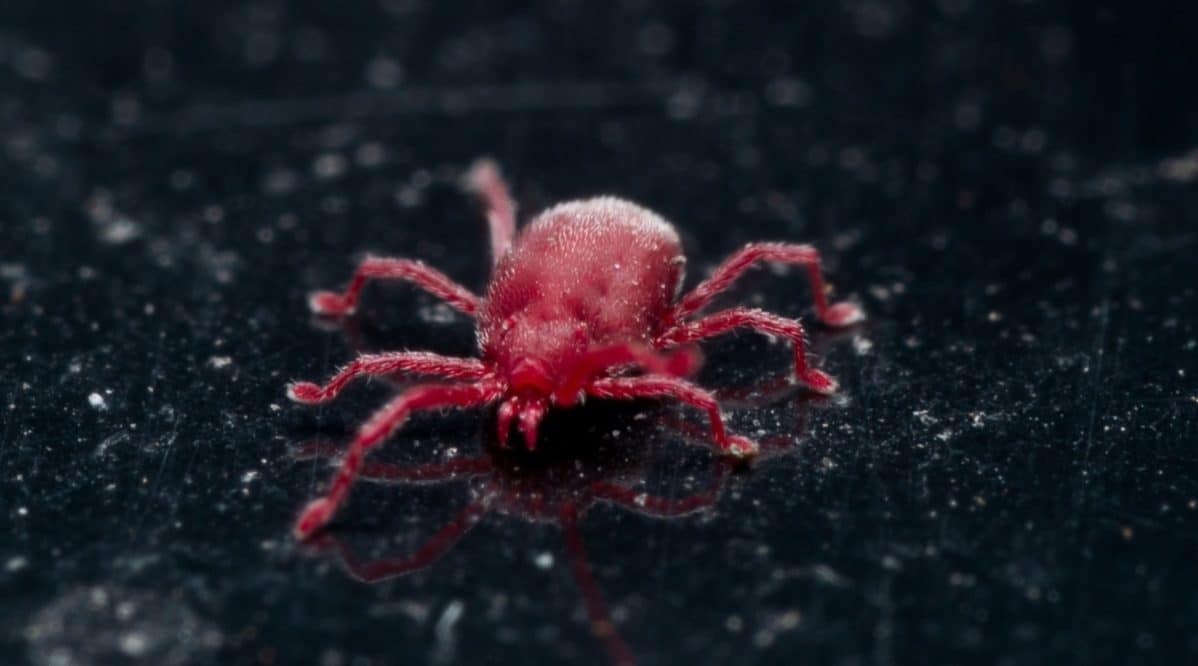 Red Bugs on Concrete: A Complete Guide to Clover Mites