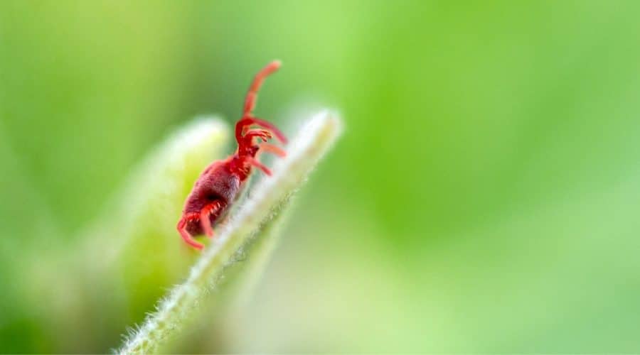 Red Bugs on Concrete: A Complete Guide to Clover Mites