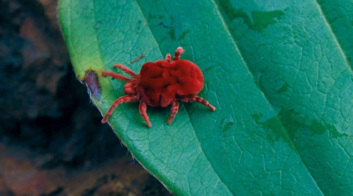 Red Bugs on Concrete: A Complete Guide to Clover Mites