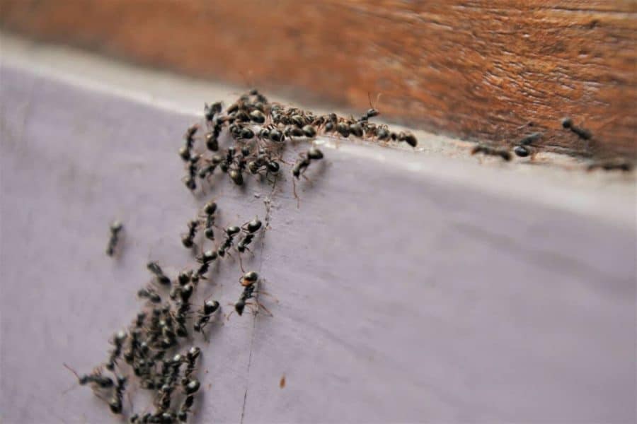 Carpenter Ant Vs Black Ant - Identifying and Telling Them Apart
