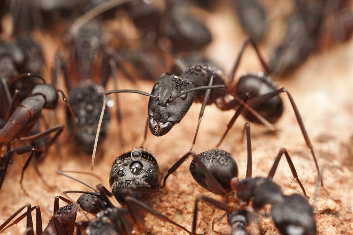 Carpenter Ant Vs Black Ant - Identifying and Telling Them Apart Carpenter Ant Vs Black Ant - Identifying and Telling Them Apart