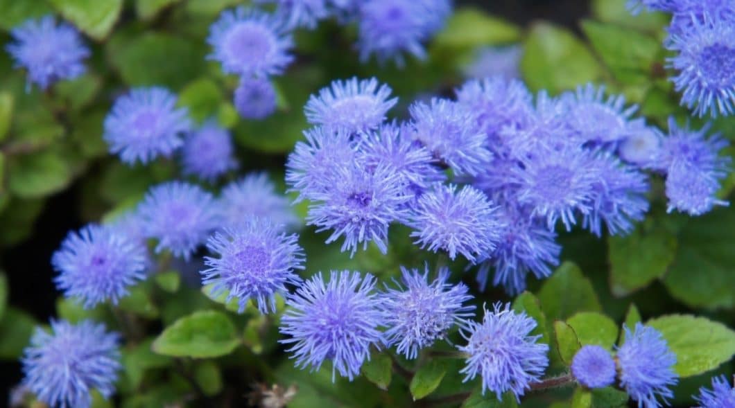 The 5 Best Mosquito Repelling Plants: Lose the Chemicals