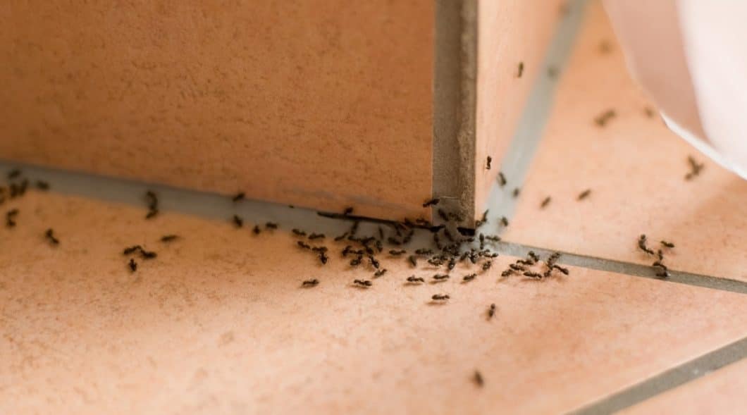 Why are There Ants Even if There’s No Food in the House?