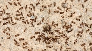 Does Salt Kill Ants? What Really Happens When Salt Touches Ants