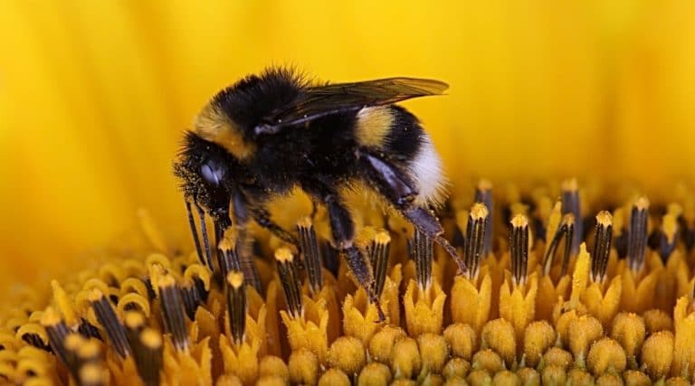 How Long Do Bumblebees Live? Waiting for Bumblebees to Clear Out