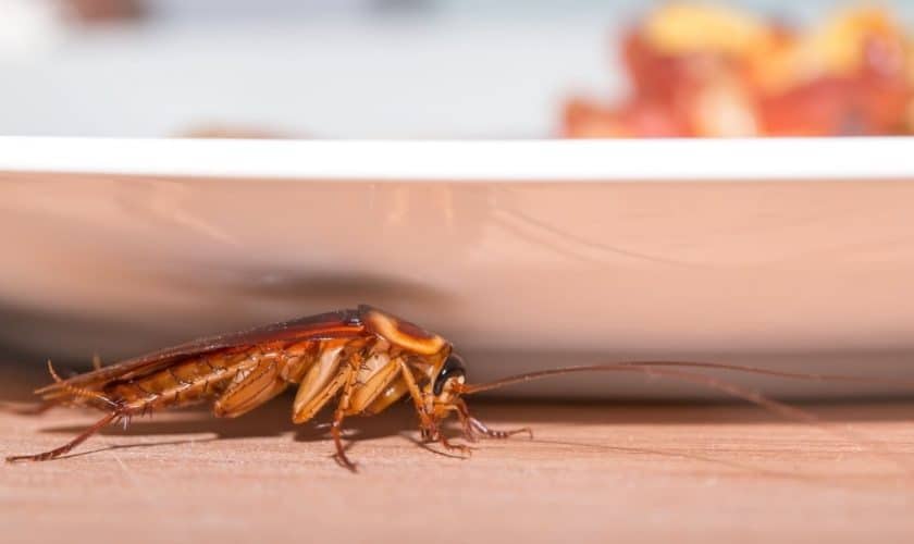 Which Mulch Attracts Roaches? How to Keep Your Mulches Roach-free