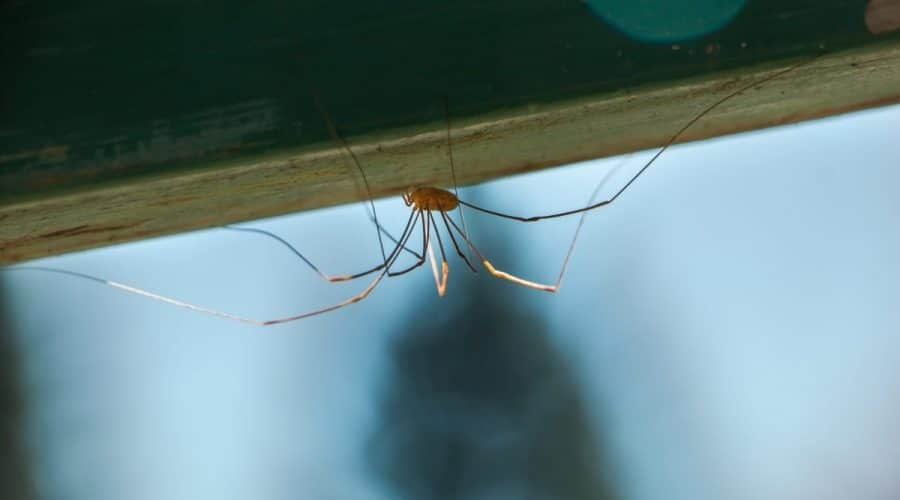 Tea Tree Oil for Spiders: Why It Works and How to Use It