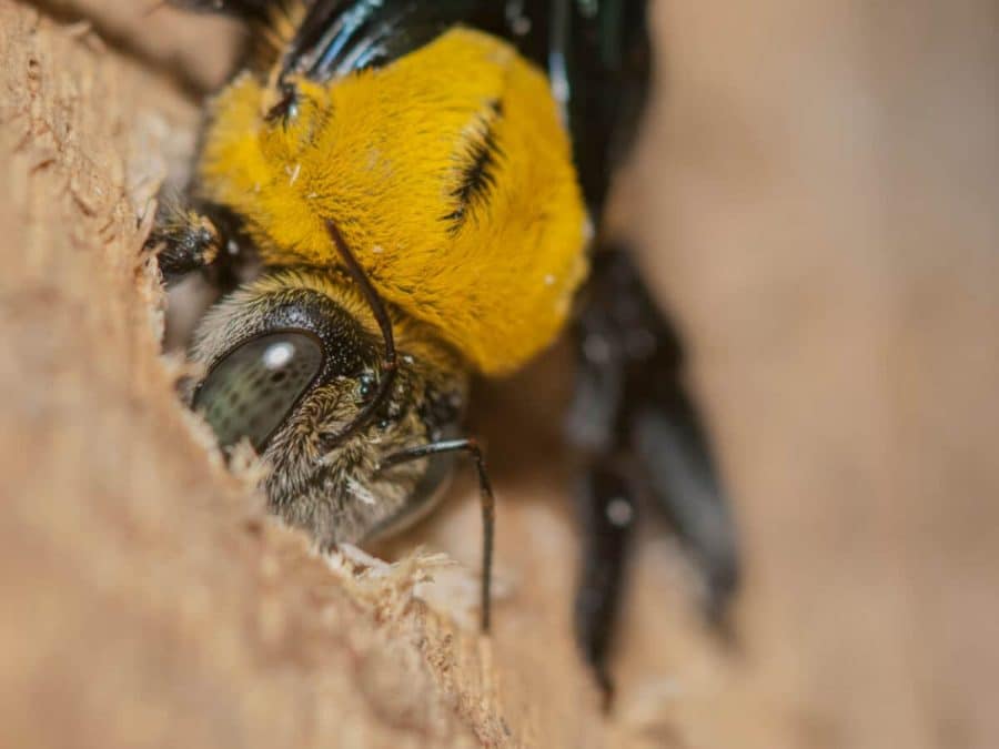 How To Get Rid of Carpenter Bees - 3 DIY Methods To Repel Them