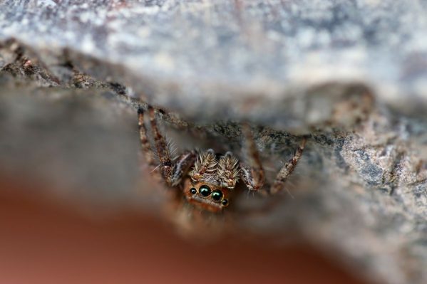 Do Spiders Like It Cold or Hot? What Spiders Do During Cold Seasons