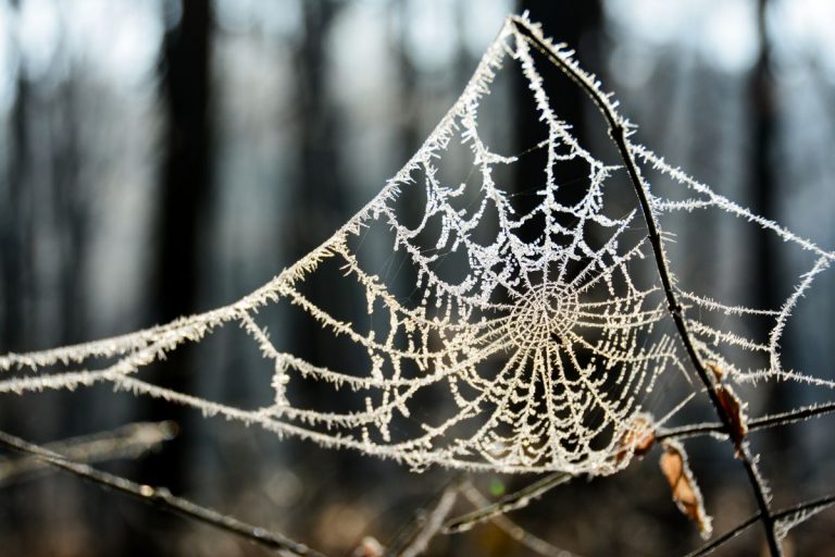 Do Spiders Like It Cold or Hot? What Spiders Do During Cold Seasons