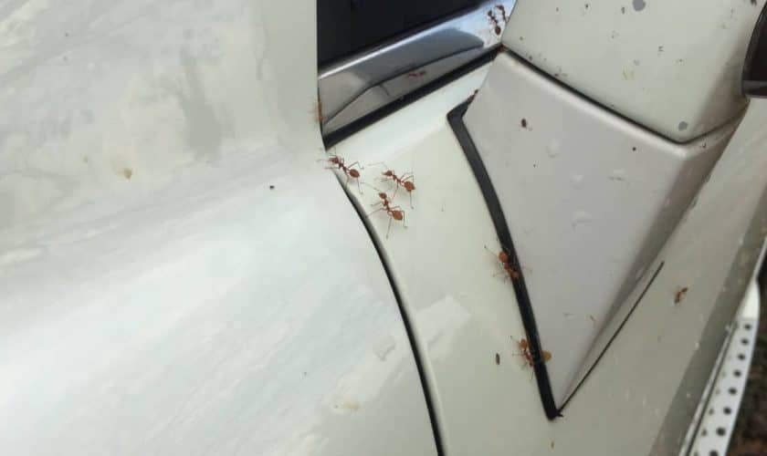 Which Ants Bite Four Common House Ants That Bite Or Sting 3793
