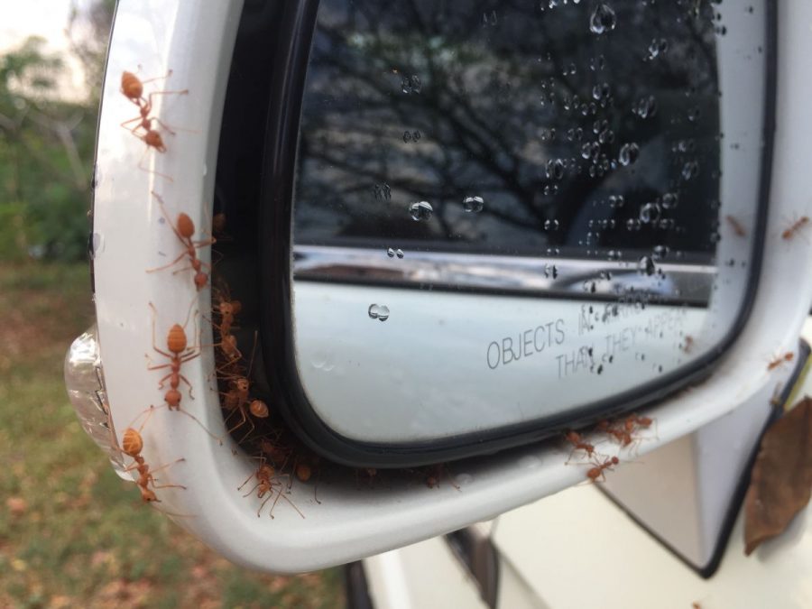 How to Get Rid of Ants In Your Car and Prevent Them From Returning