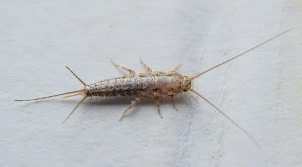 Do Silverfish Bugs Bite Humans? Silverfish Facts & Myths