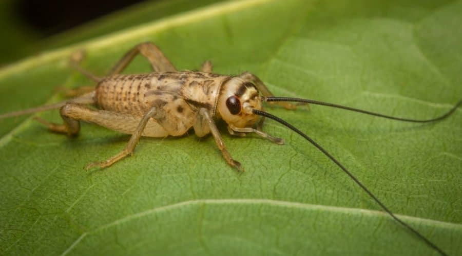 Cricket Life Cycle: How Long Do Crickets Live?