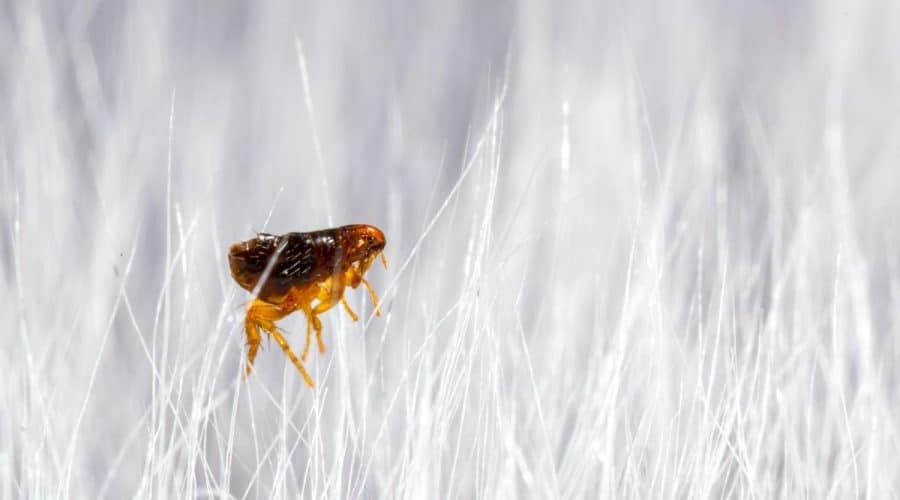 Help! I Just Found Fleas in my Bed! How Do I Get Rid of Them?
