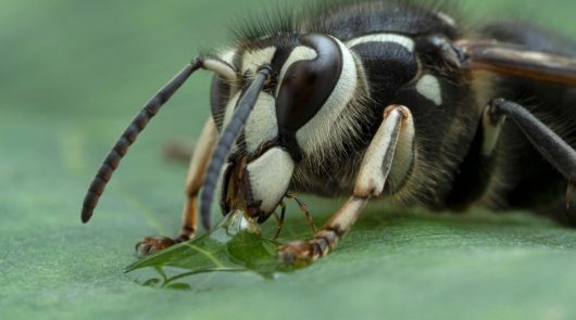 What Attracts Hornets and What Do They Eat?