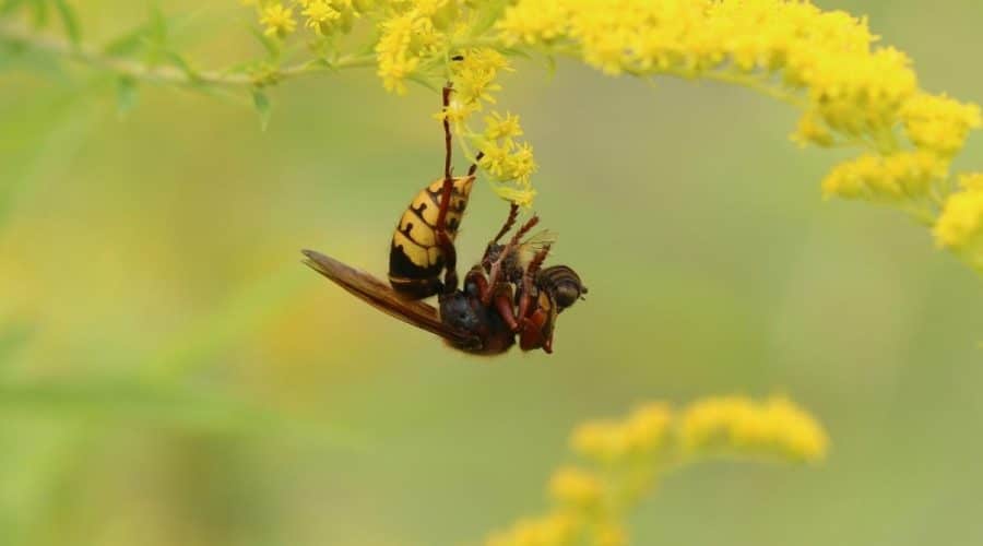 What Attracts Hornets and What Do They Eat?