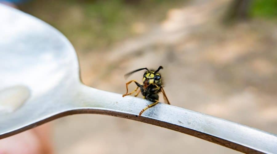 What Attracts Hornets and What Do They Eat?