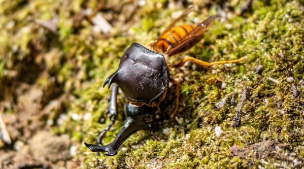 What Attracts Hornets and What Do They Eat?