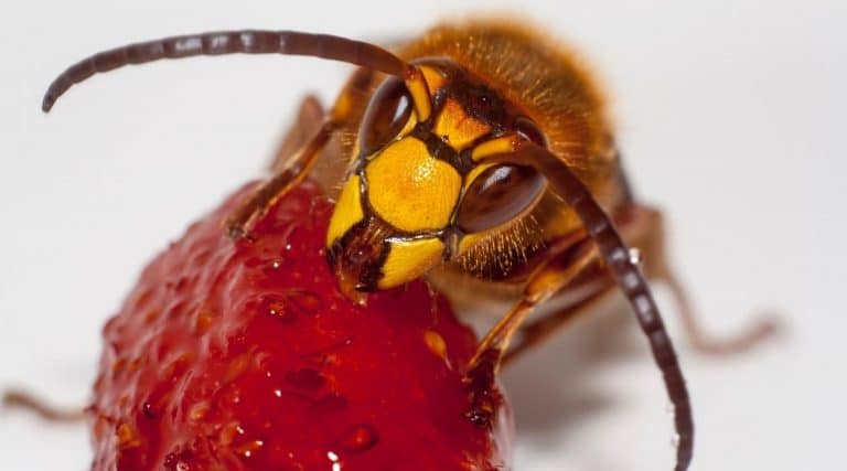 What Attracts Hornets and What Do They Eat?