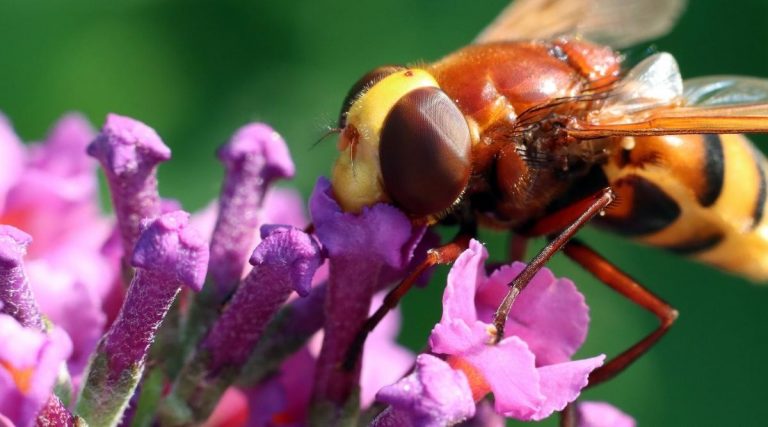 What Attracts Hornets and What Do They Eat?