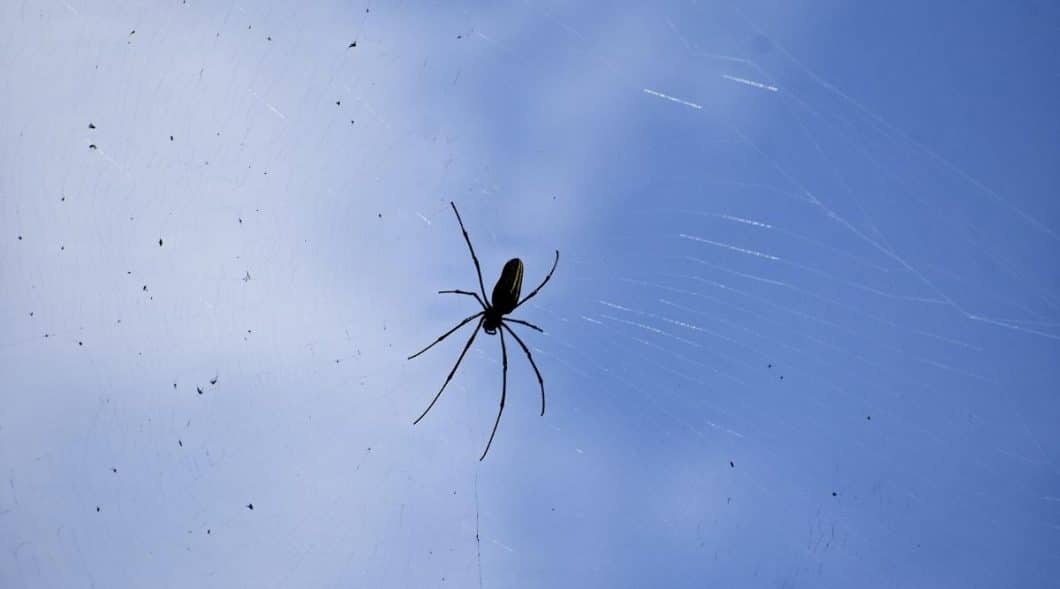 What Attracts Centipedes? 7 Reasons They Love Your Home