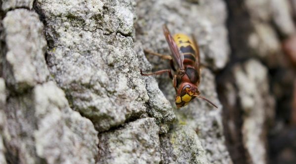 What Attracts Hornets and What Do They Eat?